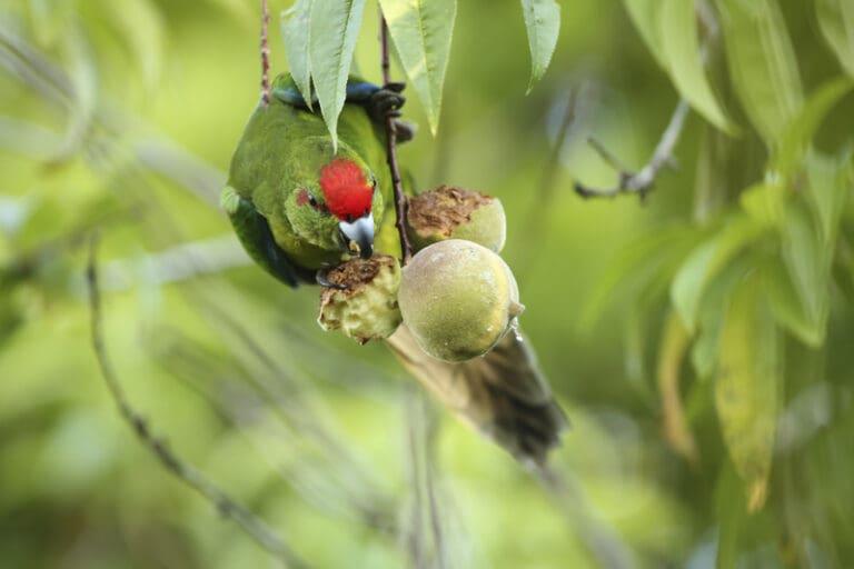 Tasman Parakeet | World Parrot Trust
