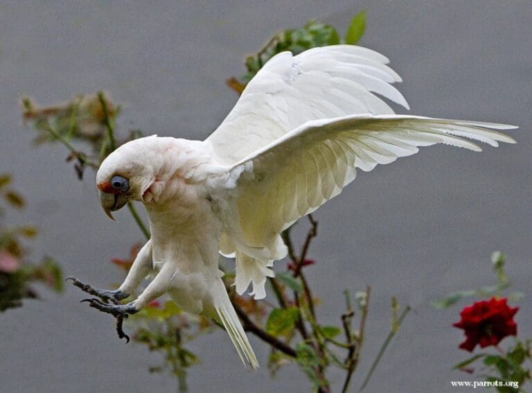 Western Corella | World Parrot Trust