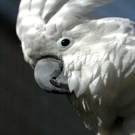 White-crested Cockatoo | World Parrot Trust