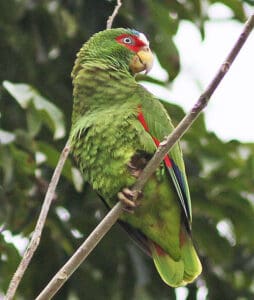 White-fronted Amazon | World Parrot Trust
