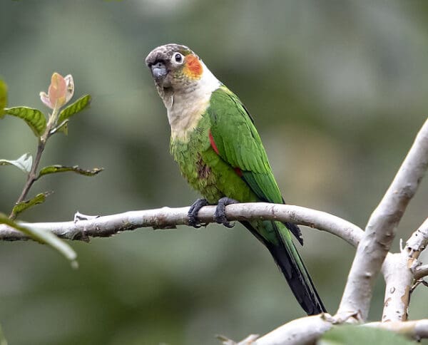 White-necked Conure Fieldwork | World Parrot Trust