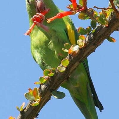 Yellow-chevroned Parakeet | World Parrot Trust