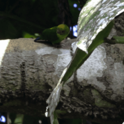 Yellow-capped Pygmy Parrot | World Parrot Trust