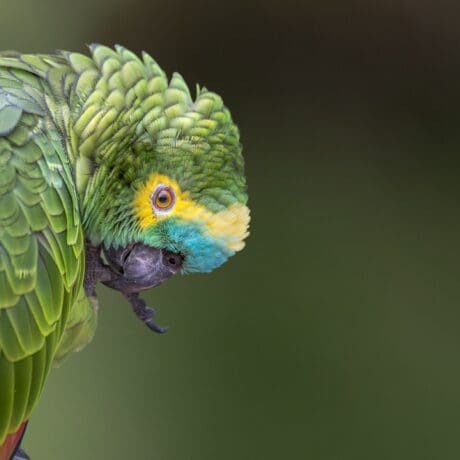 Blue-fronted Amazon | World Parrot Trust