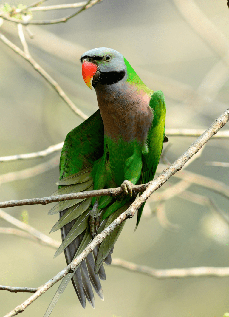 Red-breasted Parakeet | World Parrot Trust