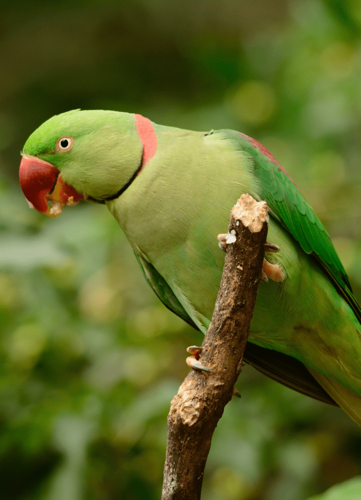 Alexandrine Parrot