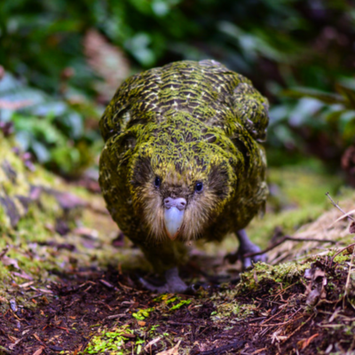 Kākāpō | World Parrot Trust
