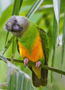Senegal Parrot | World Parrot Trust
