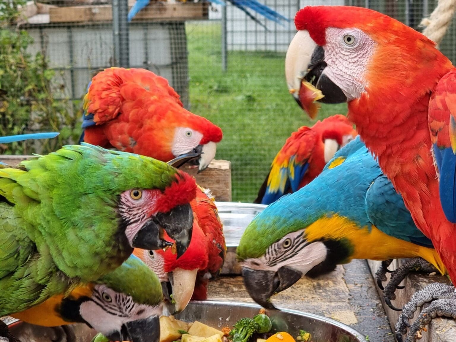 Programs and Projects | World Parrot Trust