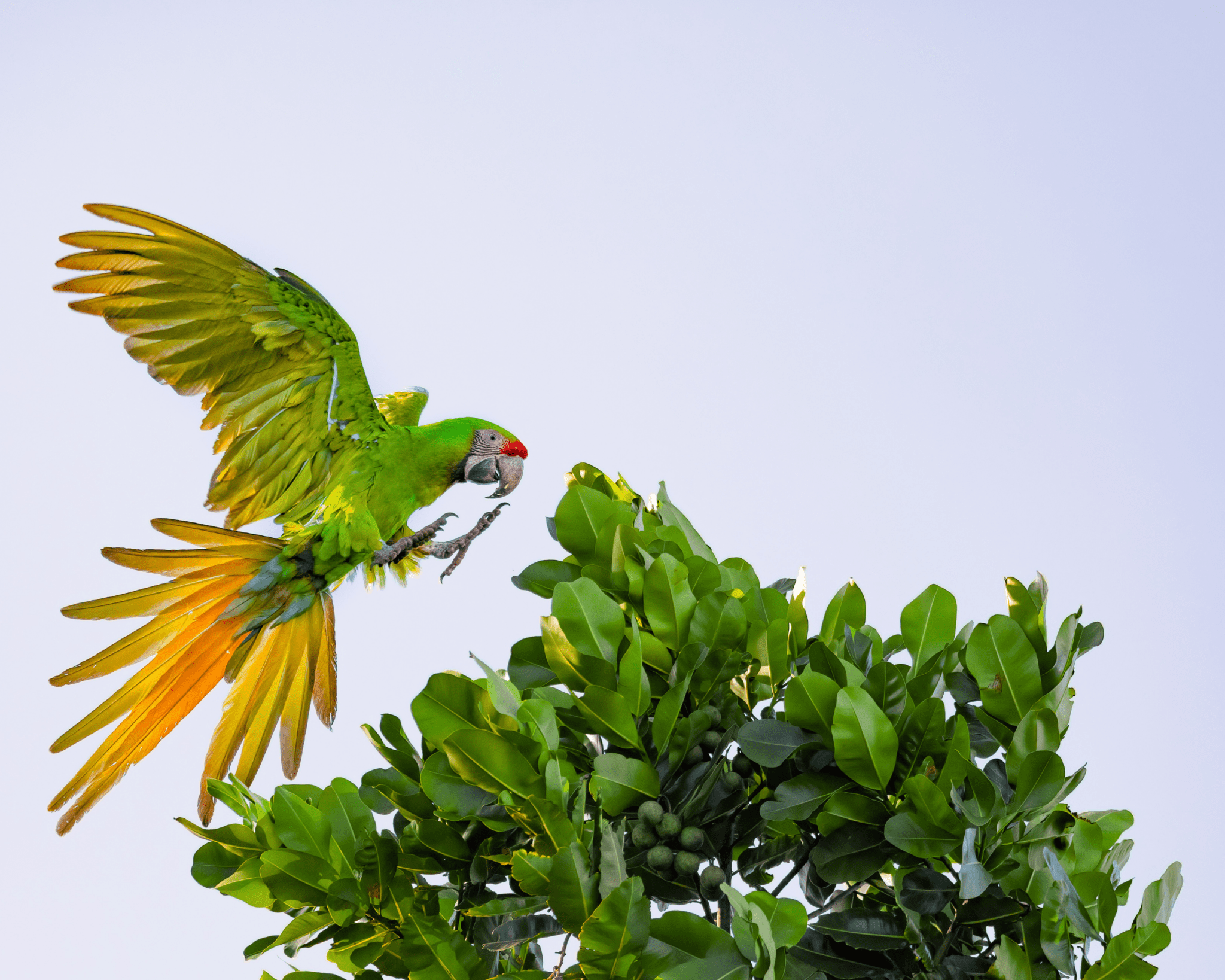 Great Green Macaw | World Parrot Trust