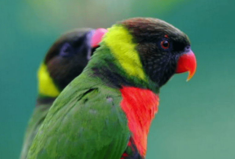 Mitchell's Lorikeet: Breeding-for-Release | World Parrot Trust