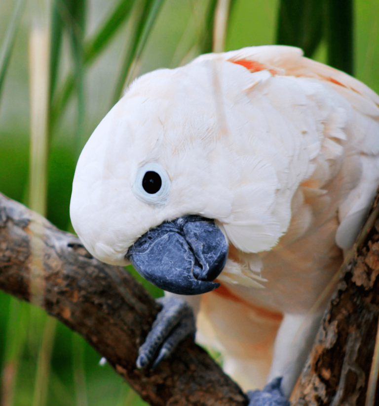 Salmon-crested Cockatoo | World Parrot Trust