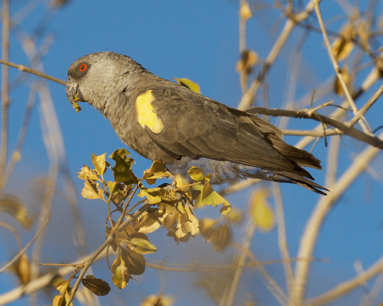 Rüppell's Parrot Research | World Parrot Trust