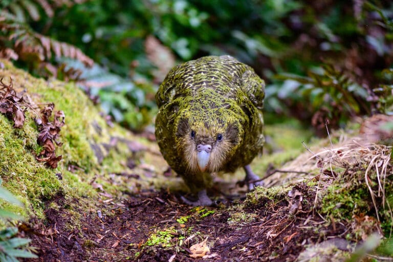 Kākāpō Recovery Efforts | World Parrot Trust