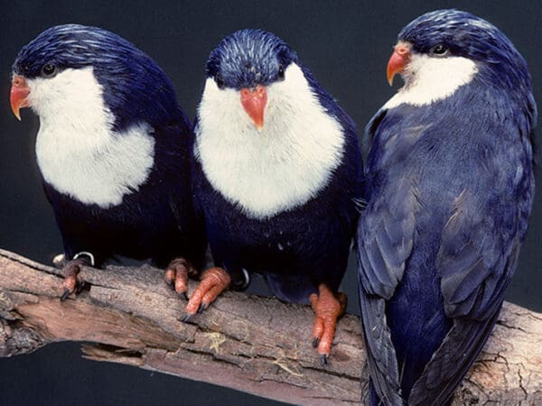 Programs and Projects | World Parrot Trust