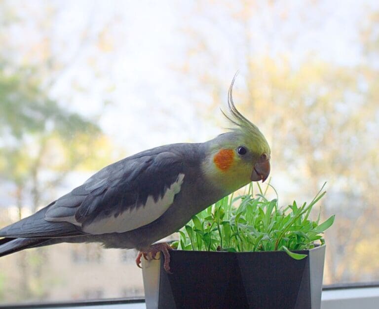 Parrot-Safe Plants for Your Home | World Parrot Trust