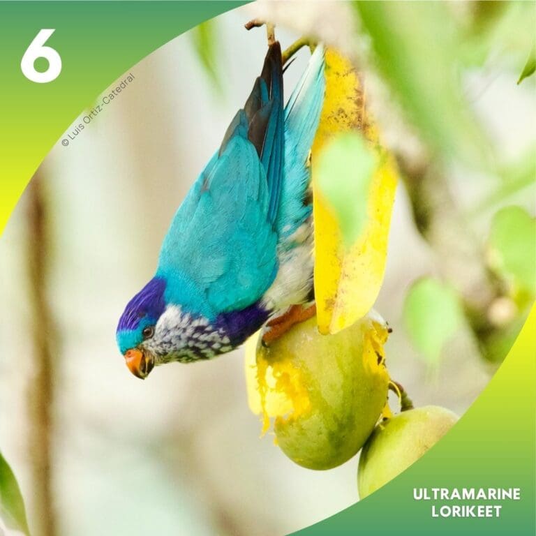 World Parrot Day 2025: Celebrating Parrots, Partners, and Progress ...